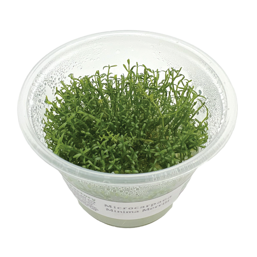 Microcarpaea minima merrill 3" cup – Glosso Factory